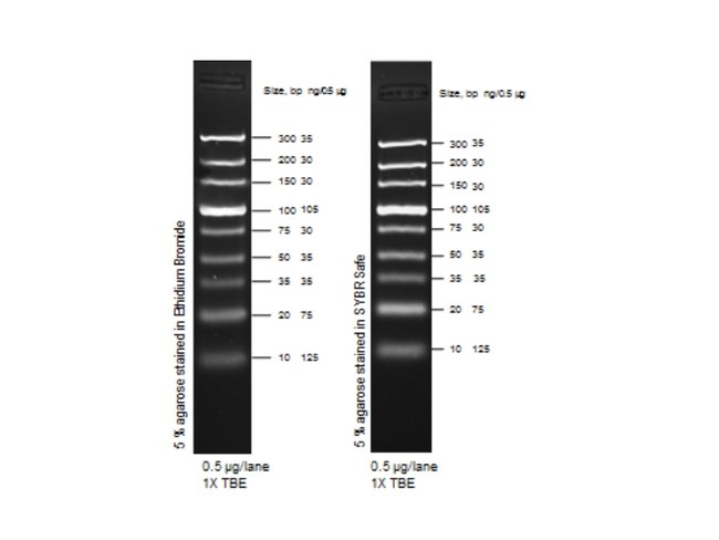 LMW DNA Ladder, 57% OFF | www.oceanproperty.co.th