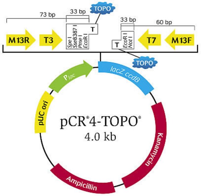 Topo Reaction