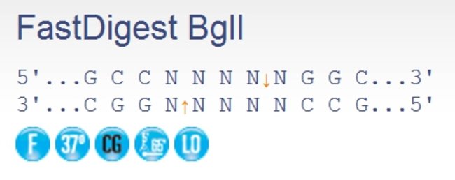 FastDigest BglI