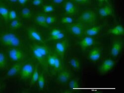 pHrodo™ Red and Green AM Intracellular pH Indicator Dyes