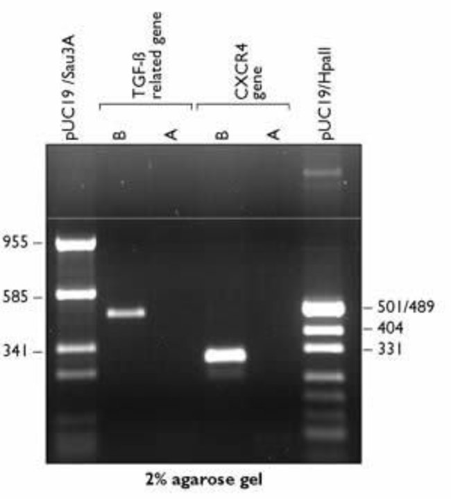 FirstChoice™ RLM-RACE Kit with Manual