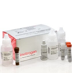 Aluora™ Spatial Amplification Goat-anti-Rabbit HRP Kits