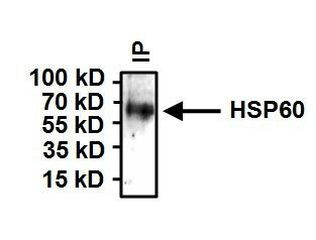 HSP60 Antibody (MA3-012)