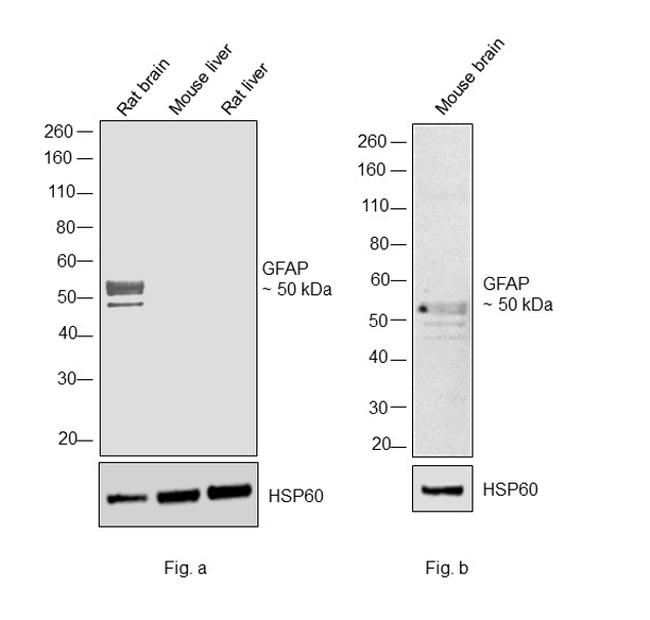 GFAP Antibody (MA5-16367)