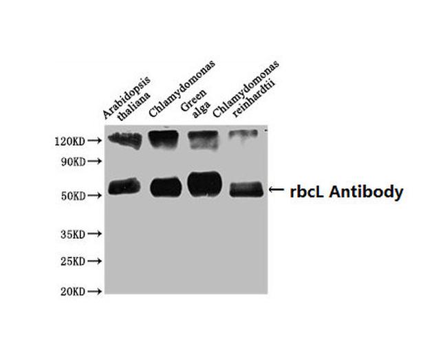 RBCL Antibody (PA5-98369)