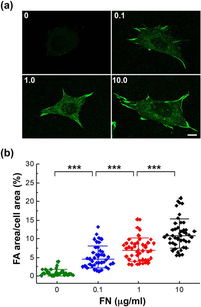 Vinculin Antibody (14-9777-82)