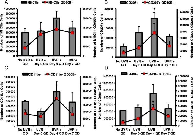 CD207 (Langerin) Antibody (14-2073-82)