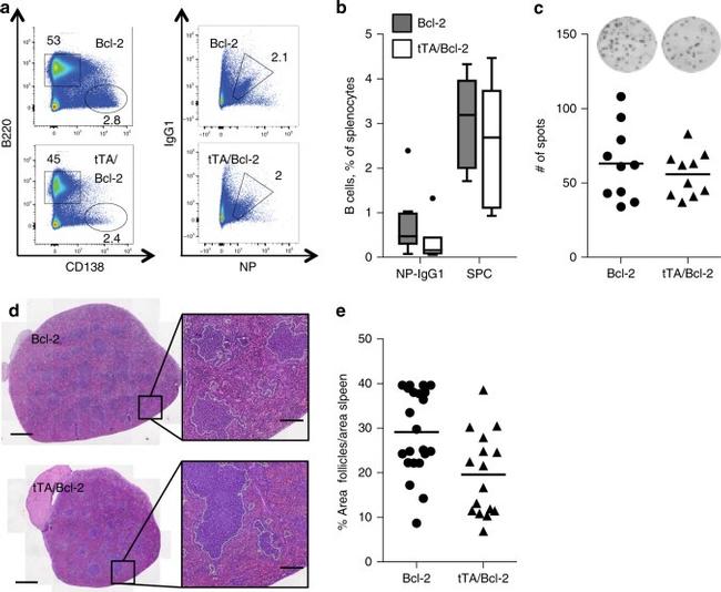 CD45R (B220) Antibody, FITC (11-0452-82)