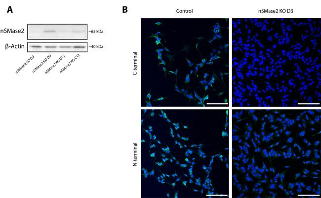 SMPD3 Antibody (PA5-49140)