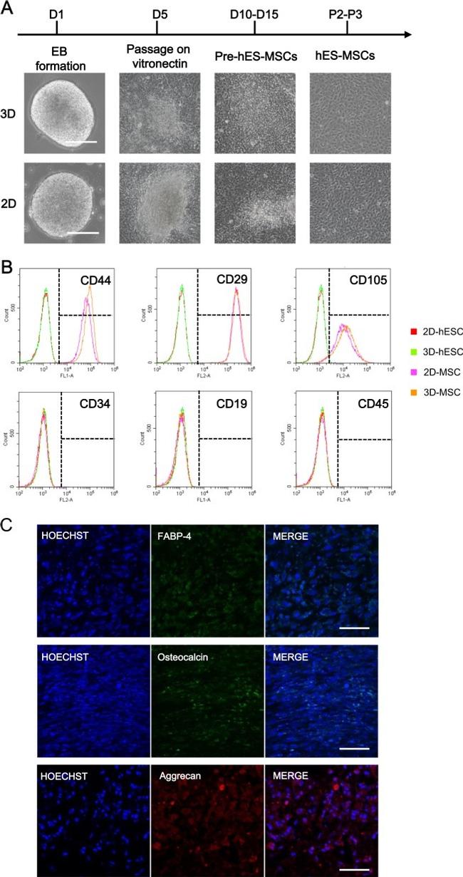 Aggrecan Antibody (MA3-16888)