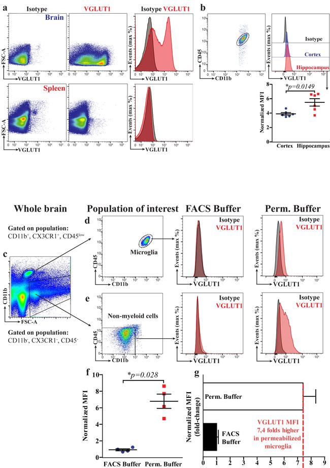 CD45 Antibody, FITC (11-0451-82)