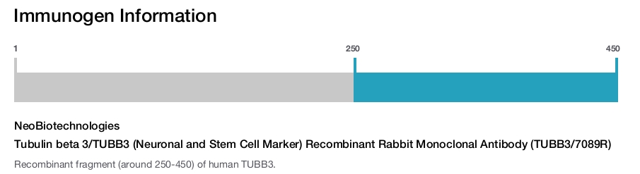 Tubulin beta 3/TUBB3 (Neuronal and Stem Cell Marker) Recombinant Monoclonal Antibody (TUBB3 ...