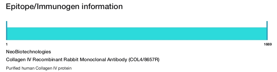 Collagen IV Recombinant Rabbit Monoclonal Antibody (COL4/8657R) (1282 ...
