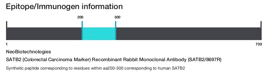 SATB2 (Colorectal Carcinoma Marker) Recombinant Rabbit Monoclonal ...