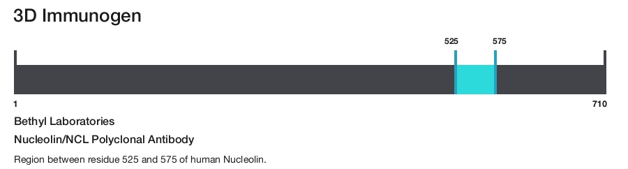 Nucleolin/NCL Polyclonal Antibody (A300-710A)