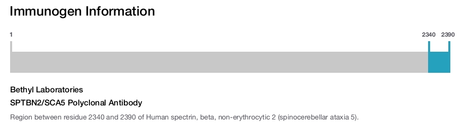 SPTBN2/SCA5 Polyclonal Antibody (A301-117A-T)