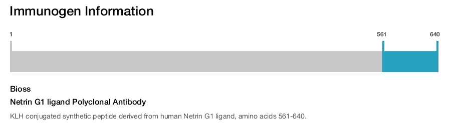 Netrin G1 ligand Polyclonal Antibody (BS-6710R)