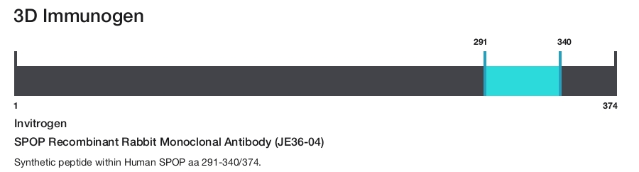 SPOP Recombinant Monoclonal Antibody (JE36-04) (MA5-50809)