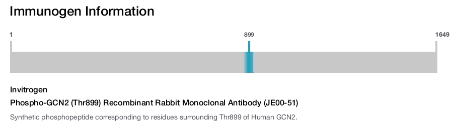 Phospho-GCN2 (Thr899) Recombinant Monoclonal Antibody (JE00-51) (MA5-56574)
