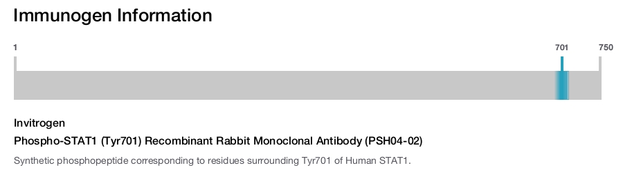Phospho-STAT1 (Tyr701) Recombinant Monoclonal Antibody (PSH04-02) (MA5-56580)