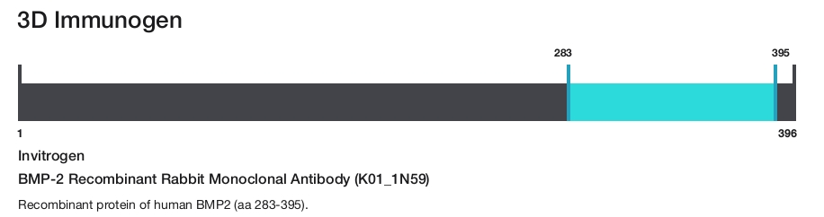 BMP-2 Recombinant Monoclonal Antibody (K01_1N59) (MA563147)