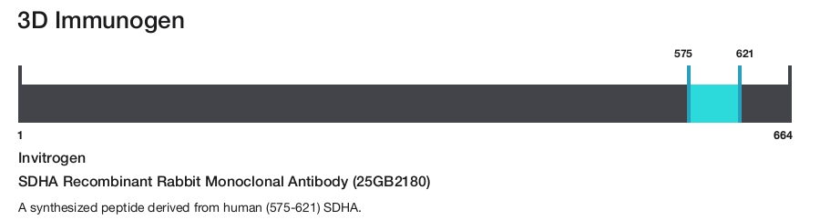 SDHA Recombinant Monoclonal Antibody (25GB2180) (MA570619)
