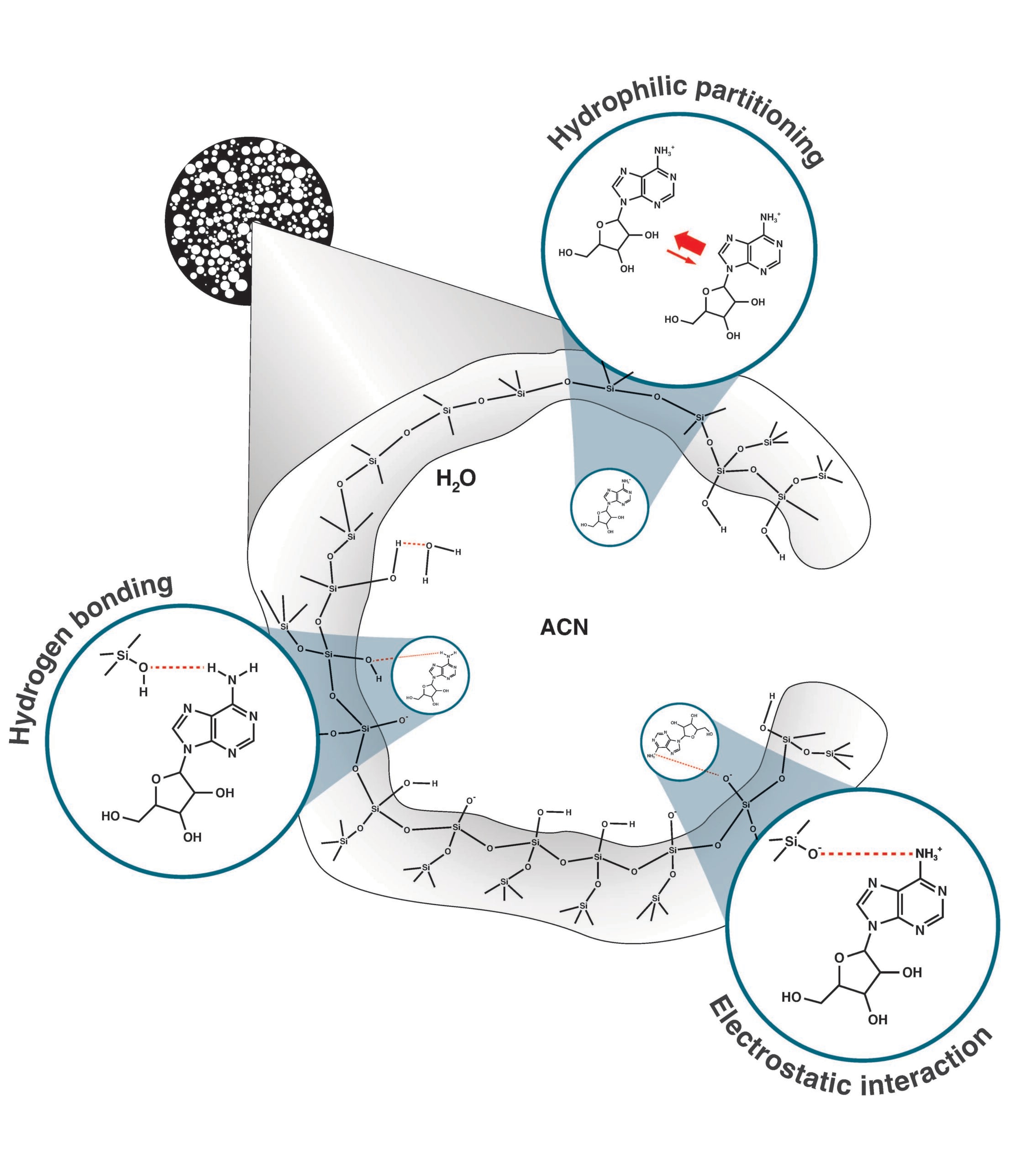 Trouble With HILIC & ACN? How to Stabilize Your HPLC Operations - AnalyteGuru