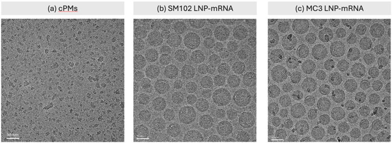 Lipid Nanoparticles - Cryo TEM - LNPs - Drug Delivery