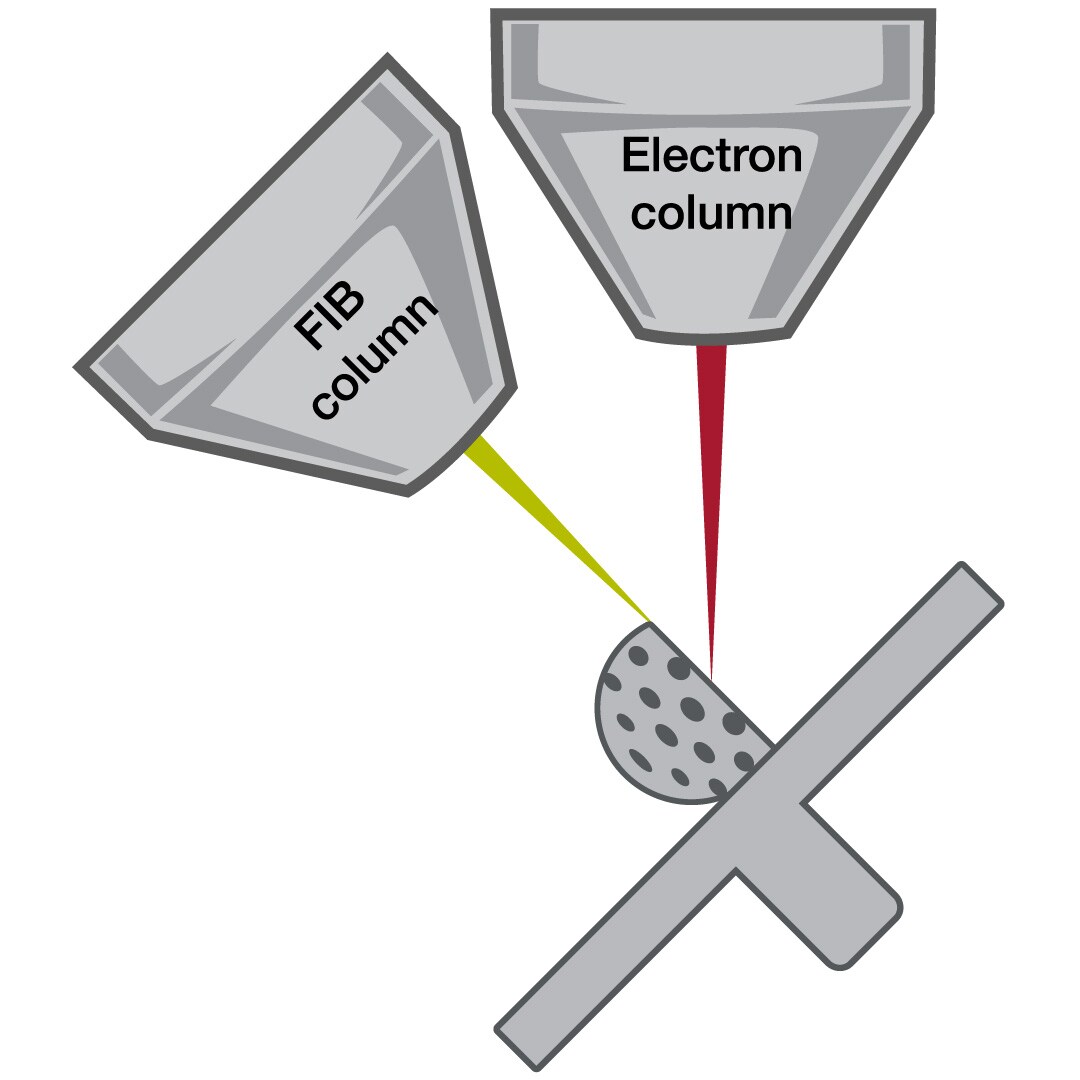 Microparticles for Drug Delivery - FIB-SEM - Pharmaceutical Research - Life in Atomic Resolution