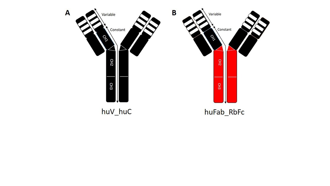 Specific and neutralizing recombinant antibodies to SARS-CoV-2