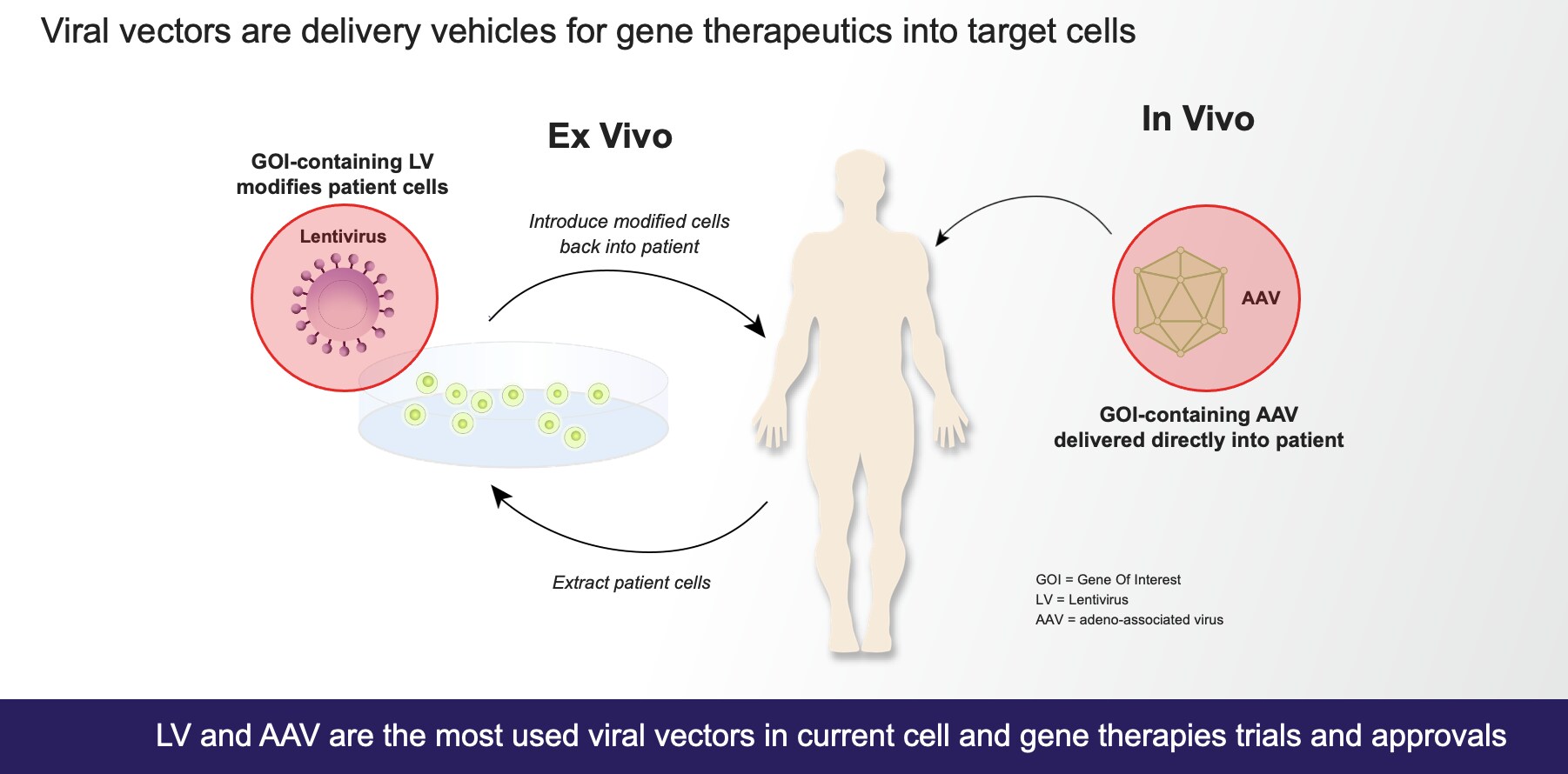 Viral Vector Gene Therapy with Gibco - Behind the Bench