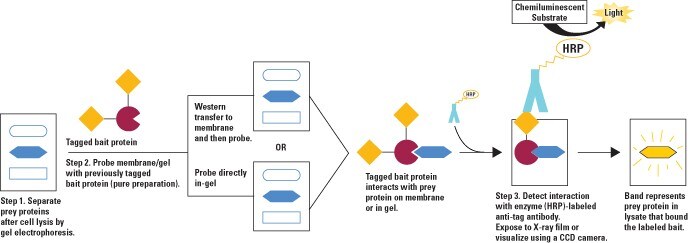 protein-basic7-fig - Learning at the Bench
