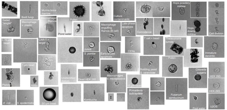 AI is Shifting the Paradigm in Flow Cytometry - Life in the Lab