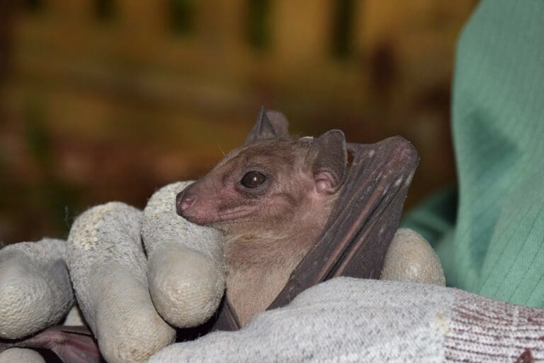 5 Exciting Applications of Recombinant Proteins & Cytokines