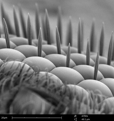 SEM Sample Preparation - Advancing Materials