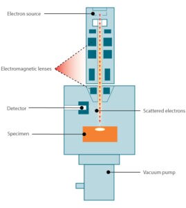 How Does An Electron Microscope Work? - Electron Microscopes ...