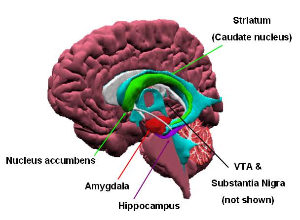 Brain Nuclei