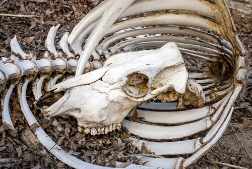 Proteome Complexity in Fossilized Bones