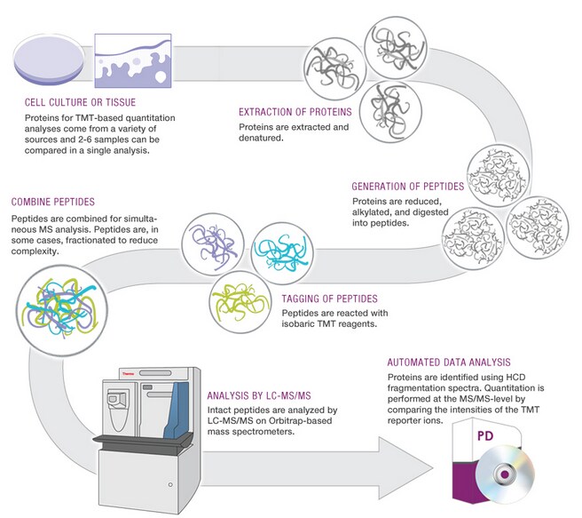 Why TMT Multiplexing for Protein Quantitation?