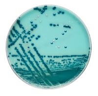 Oxoid CRE Agar and Enterobacteriaceae Producing Carbapenemase