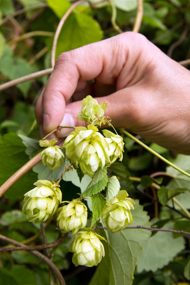 Determination of hop bitter acids in beer by mass spectrometry