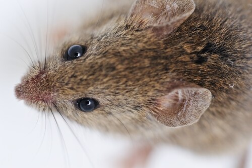 Of mice, men and the proteomics of psoriasis