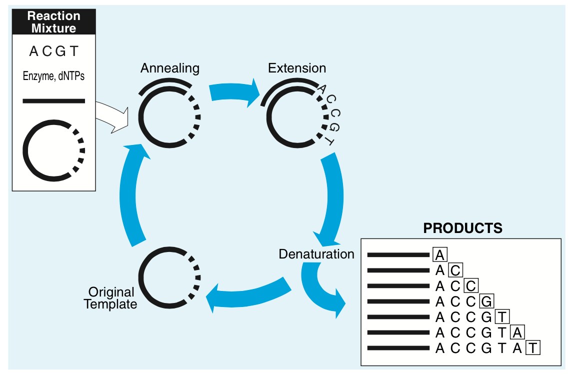 Sanger Sequencing by CE 1: Foundations - Behind the Bench
