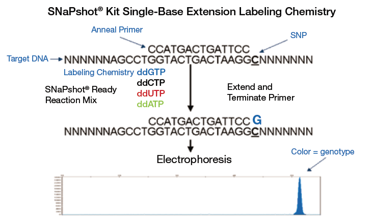 SNP Genotyping by Fragment Analysis | Thermo Fisher Scientific - BR