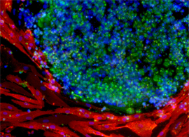 Stem Cell Reprogramming Tools | Thermo Fisher Scientific - CN