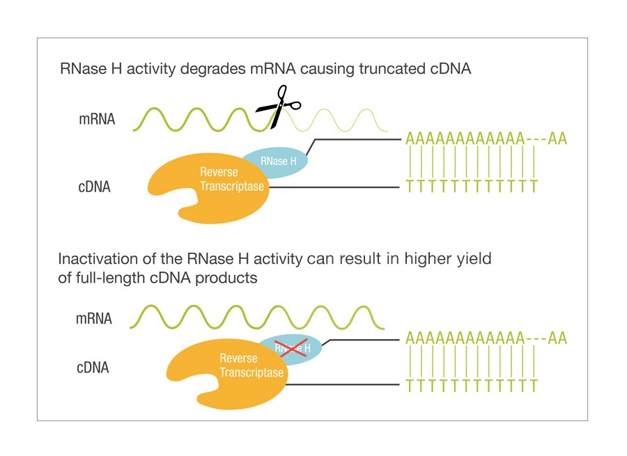 Basic Principles of RT-qPCR | Thermo Fisher Scientific - FR Basic Principles of RT-qPCR | Thermo Fisher Scientific - FR