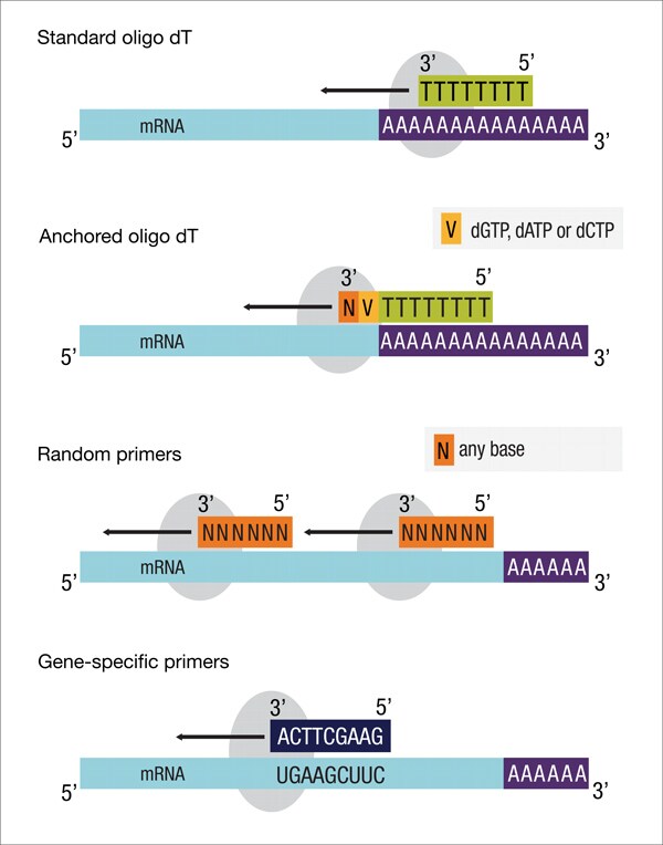 Basic Principles of RT-qPCR | Thermo Fisher Scientific - FR Basic Principles of RT-qPCR | Thermo Fisher Scientific - FR