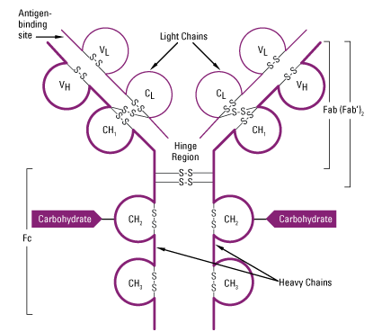 Immunoglobulin Structure and Classes | Thermo Fisher Scientific - IN