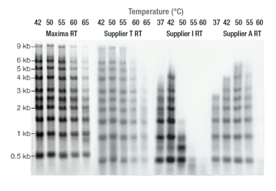Maxima Reverse Transcriptase | Thermo Fisher Scientific - JP