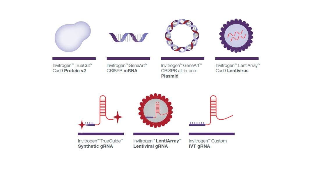 CRISPR 기술 정보 | Thermo Fisher Scientific - KR